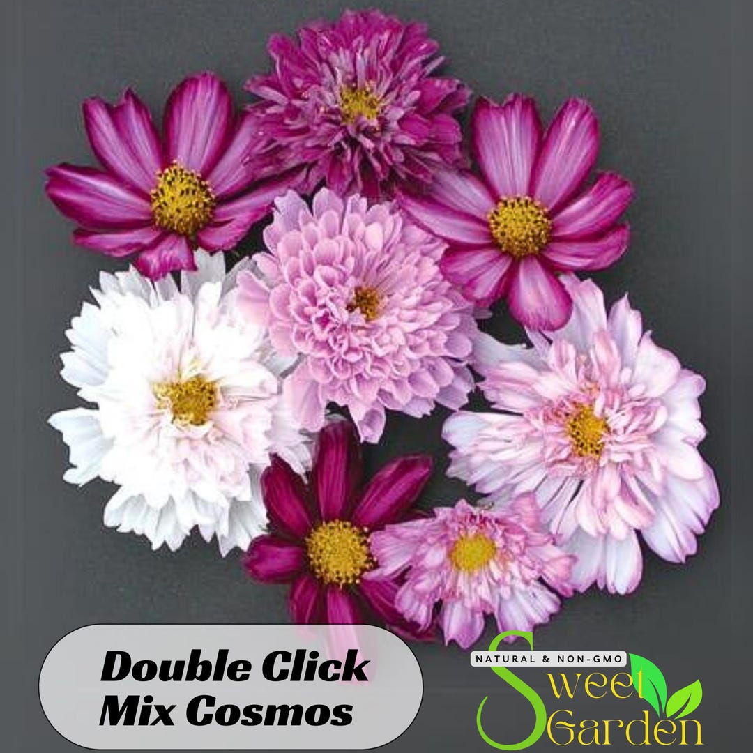 50s|double Click Bicolor Violet Mix Cosmos Seeds - Annual - Authentic ...