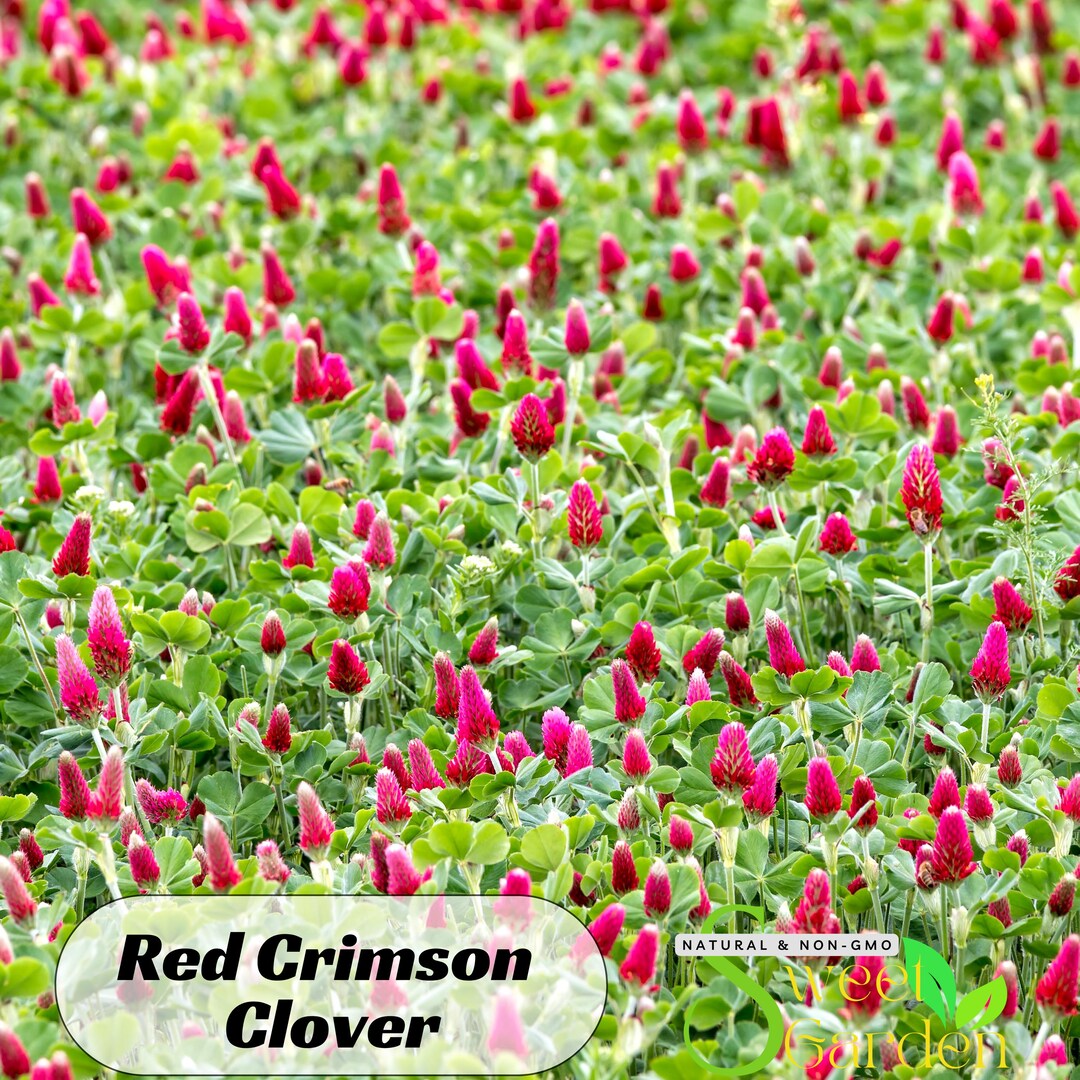 Red Clover Seeds - Clover Planting - Authentic Seeds - Clover Flowers ...