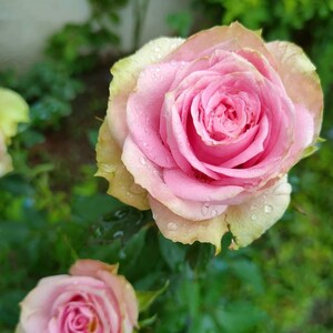 Dancing Queen Rose Seeds – Authentic Perennial Climbing Flowers - Etsy