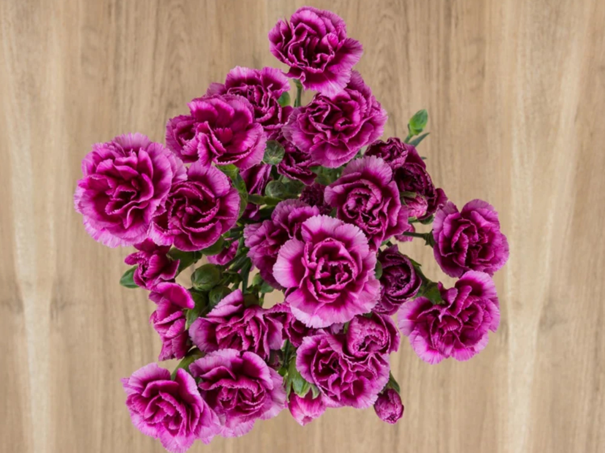 30s|violet White Purple Mini Carnation - Authentic Seeds - Dianthus ...