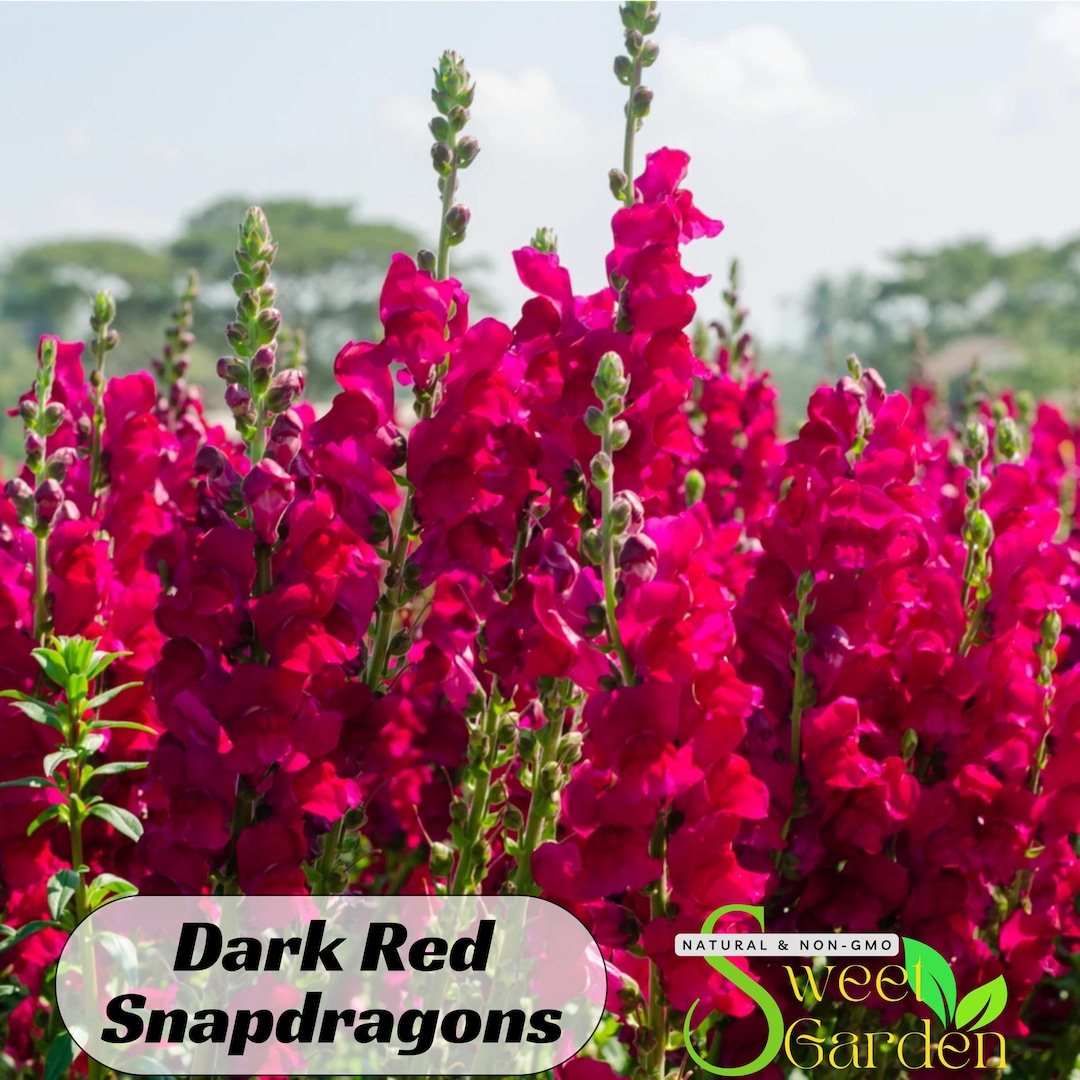 Dark Red Snapdragons Seeds - Cold Resistant - Attracts Pollinators ...