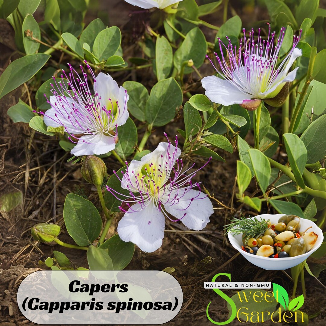 6 Seeds| Capers (caper Bush) Seeds- - Authentic Seeds ~ Vegetable Seeds ...