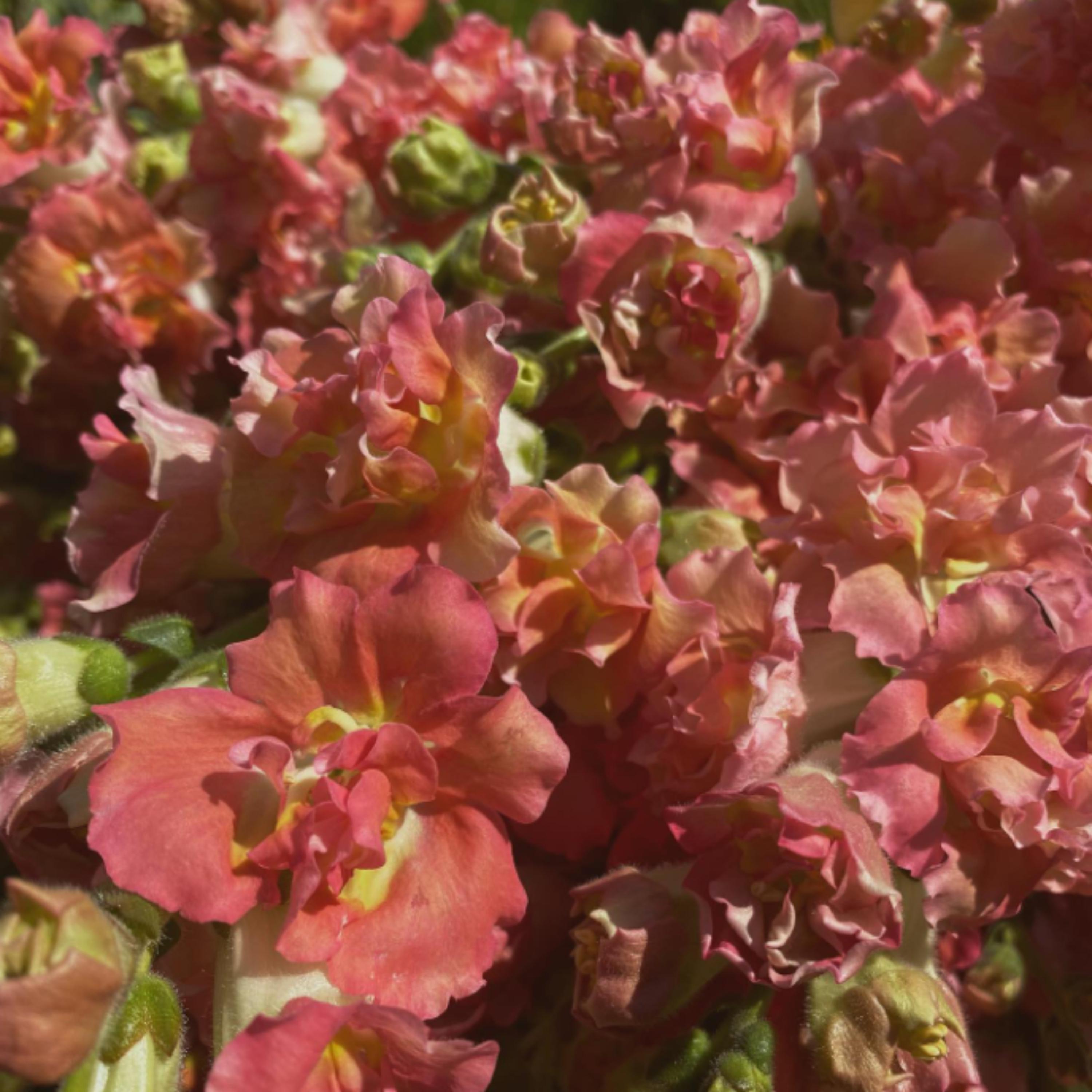 Madame Butterfly Bronze Snapdragon Seeds-cold Resistant -attracts ...