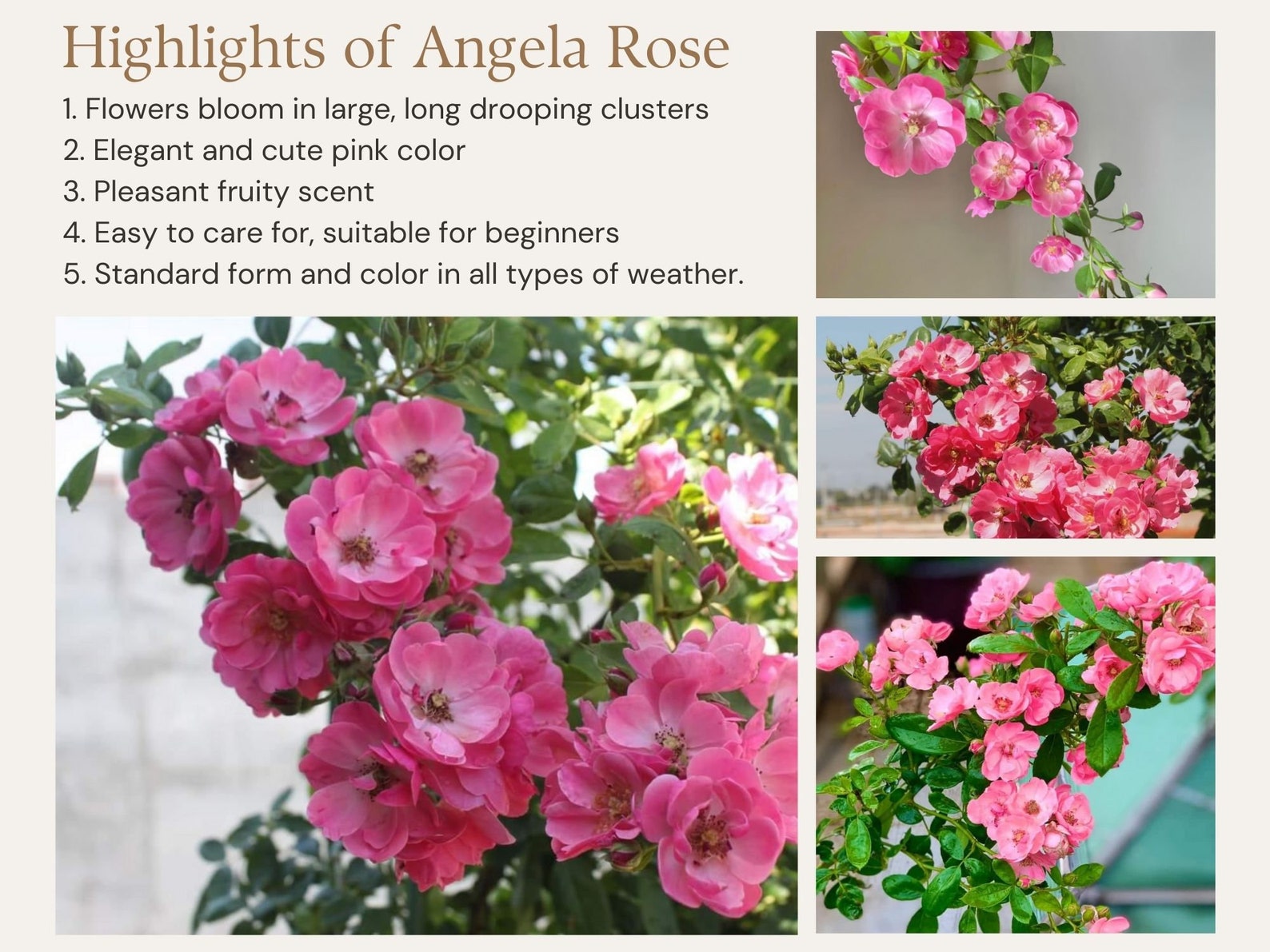 126+ Seeds | Mac Spice Rose - Angela Rose - Friendship of Stranger Rose ...