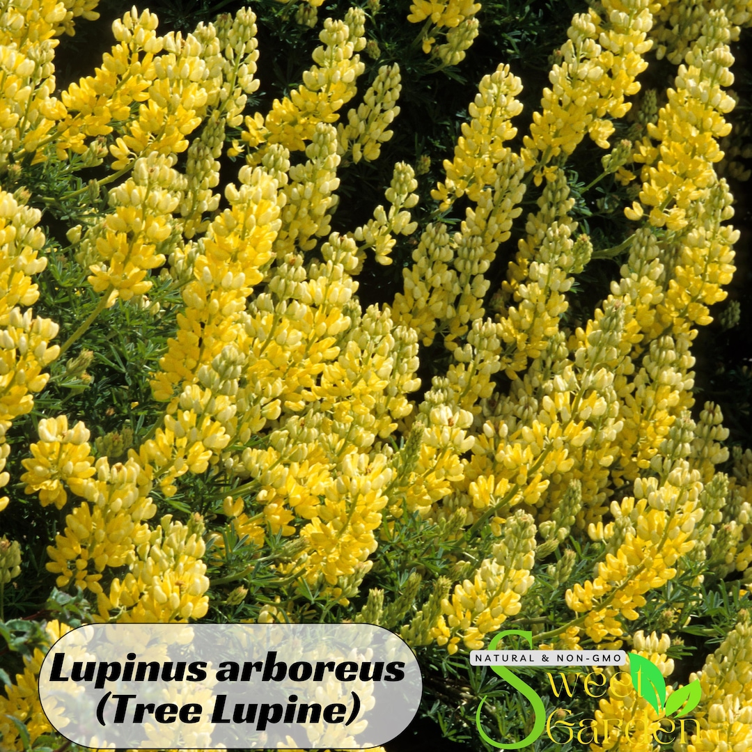 Lupinus Arboreus (tree Lupine) Seeds- Lupinus - Bluebonnet - Authentic ...