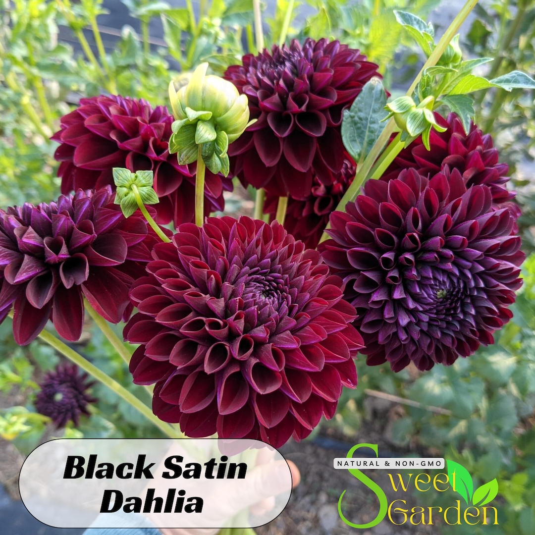 Black Satin Dahlia Seeds - Perennial - Authentic Seeds - Flowers ...
