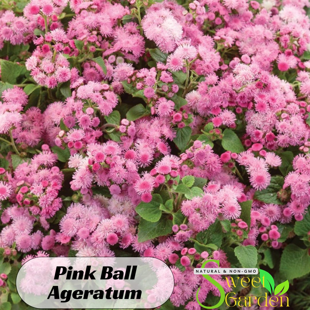 Pink Ball Ageratum Seeds - Potted - Fast Growing - Attracts Pollinators ...