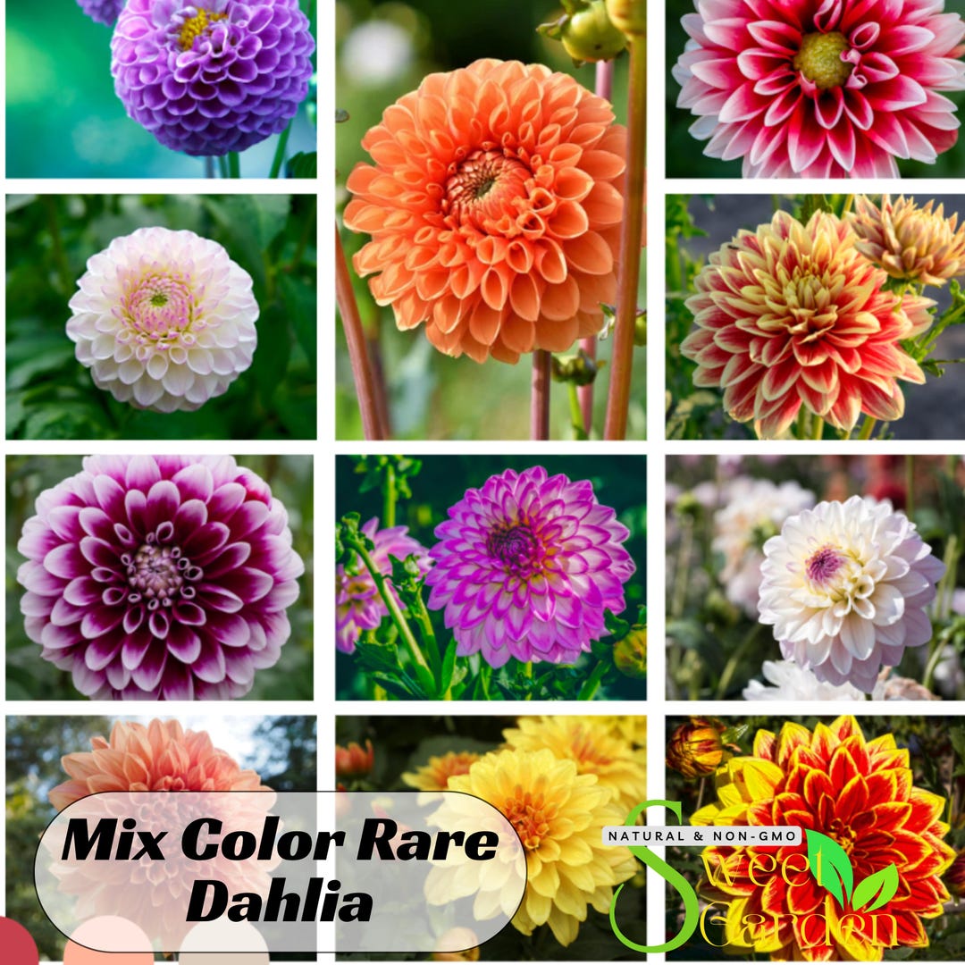 Mix Color Rare Dahlia Seedsflowers - Perennial - Clumping - Dahlia ...