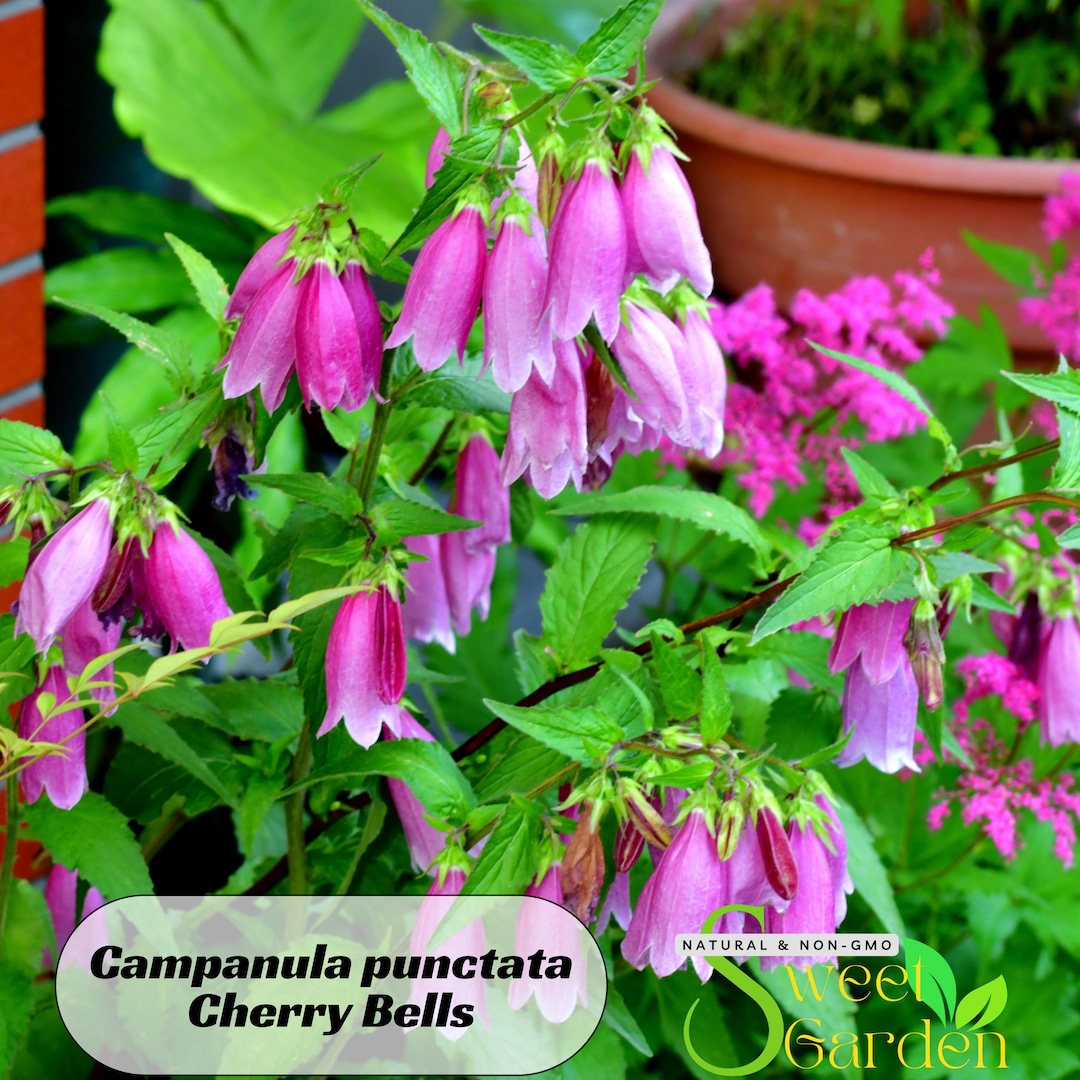 Campanula Punctata 'cherry Bells'- Perennial -authentic Seeds ...