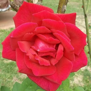 Red Mr. Lincoln Rose Seeds - Hybrid Tea, Perennial Flower - Etsy