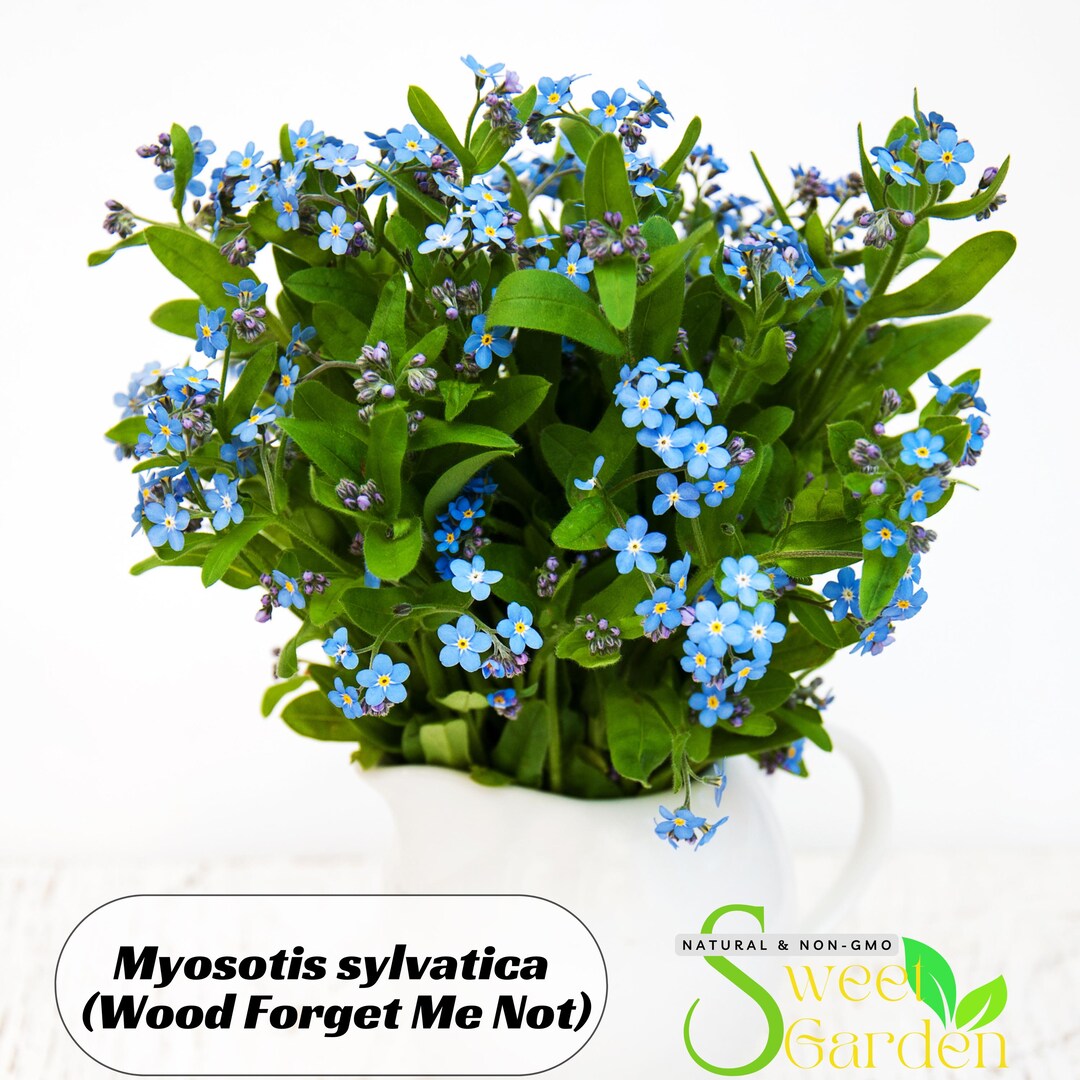 Myosotis Sylvatica (wood Forget-me-not) Seeds - Lupinus - Bluebonnet ...