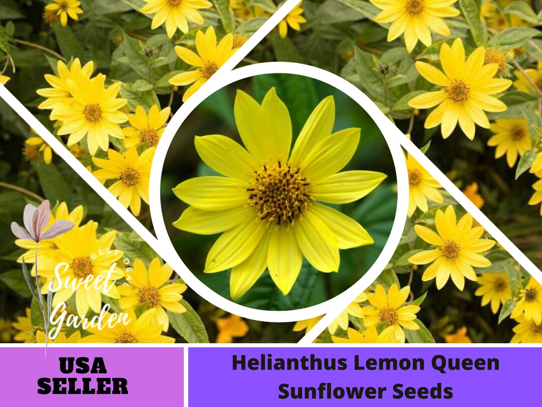 Yellow Sunflower Seeds perennial authentic Seeds-flowers organic. Non ...