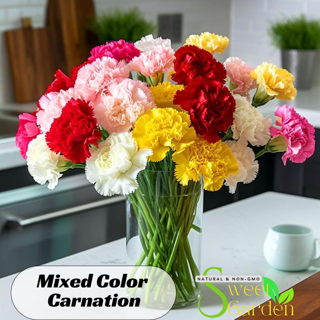 30s|mixed Color Carnations- Dianthus Seeds - Authentic Seeds - Dianthus ...