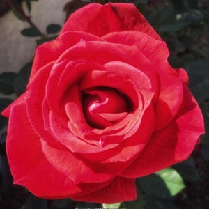Red Mr. Lincoln Rose Seeds - Hybrid Tea, Perennial Flower - Etsy
