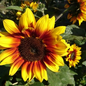Yellow and Brown Firecracker Sunflower Seeds perennial authentic Seeds ...