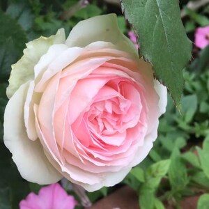 Dancing Queen Rose Seeds – Authentic Perennial Climbing Flowers - Etsy