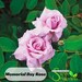 Twilight Rose Seed Flower Dark Red Flower - Perennial - Authentic Seeds ...