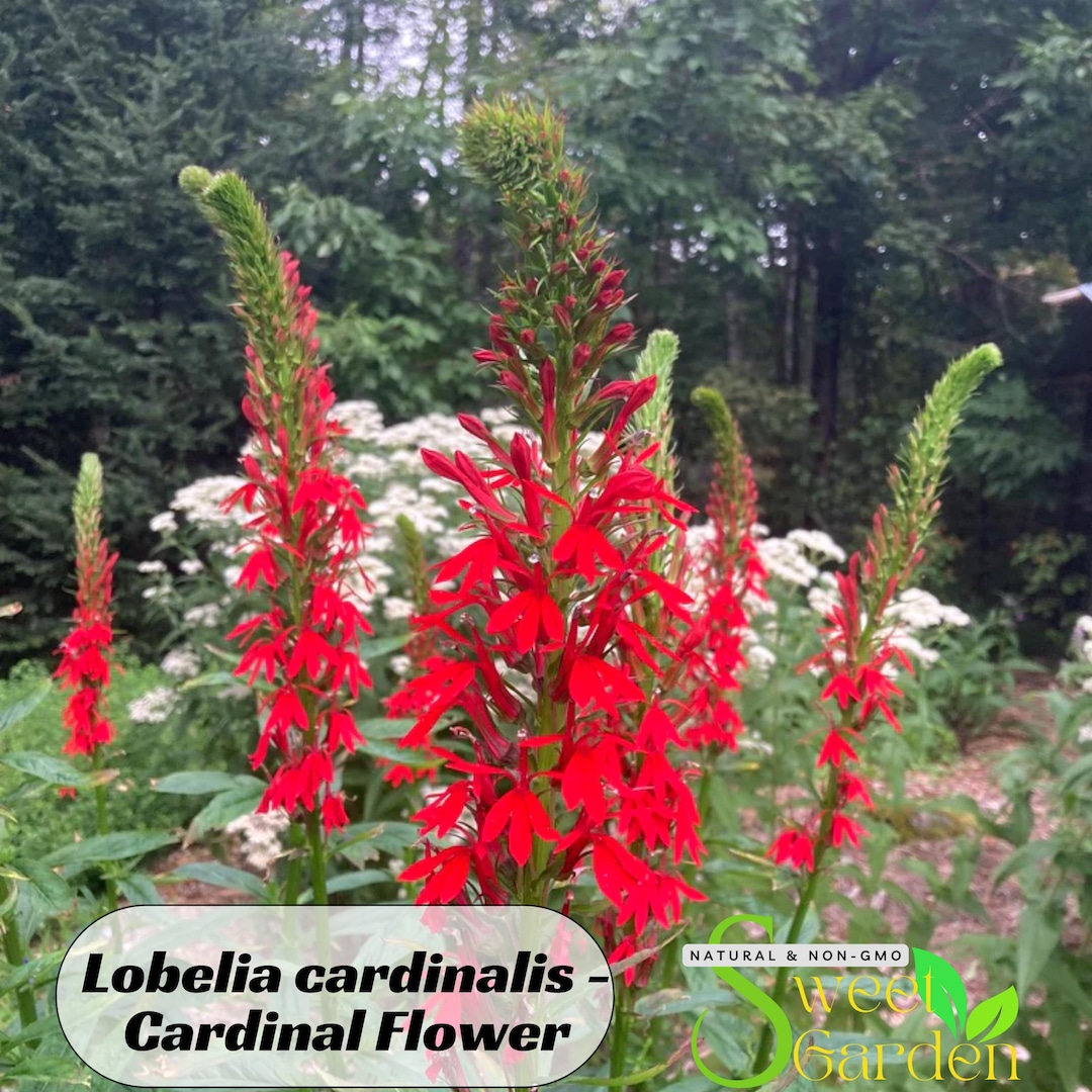 Lobelia Cardinalis - Cardinal Seeds- Flowering-fast Growing- Open ...