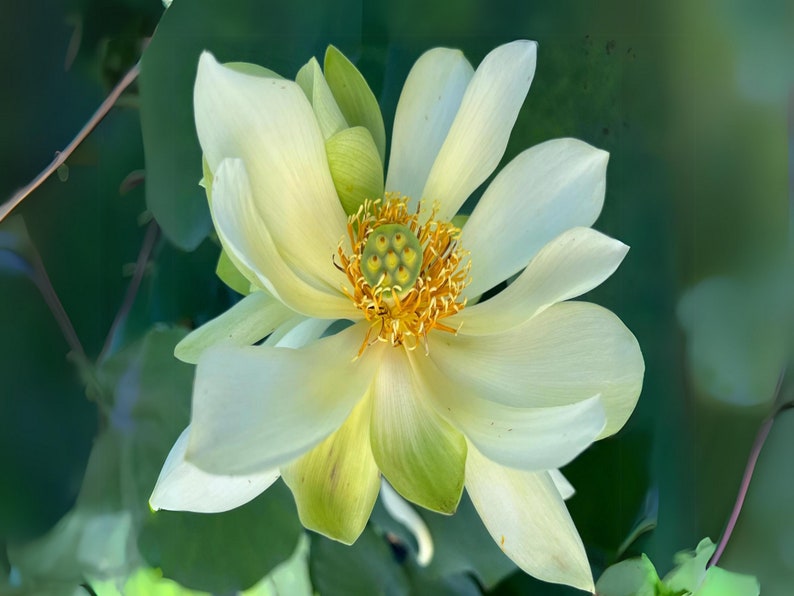 5+ Rare Seeds| Green Love Lotus Seeds - Indian Lotus (nelumbo Nucifera ...