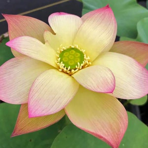 5+ Rare Seeds| Sunrise Brocade Lotus Seeds - Indian Lotus (nelumbo ...
