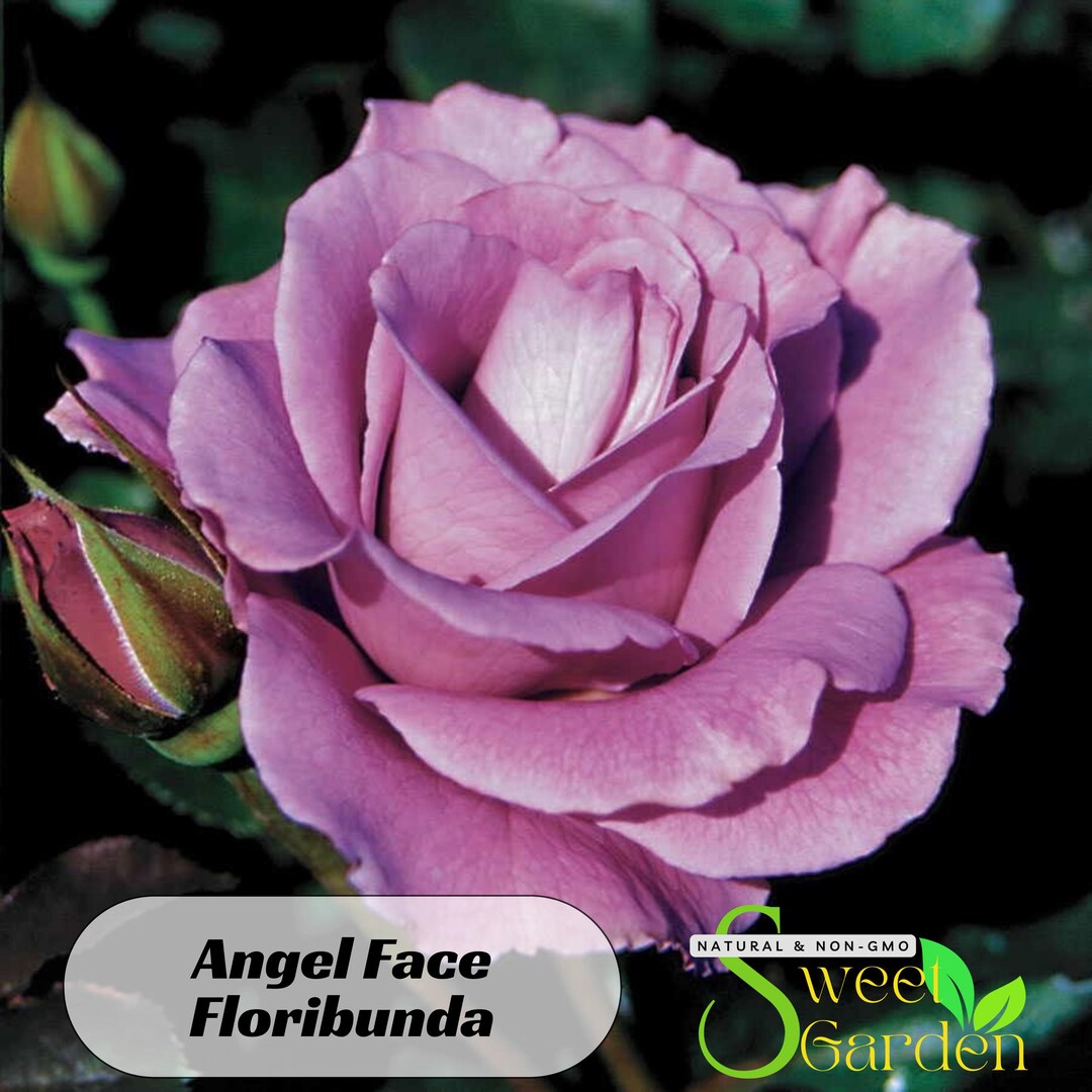 Angel Face Floribunda Seeds - Perennial - Authentic Seeds - Flowers ...