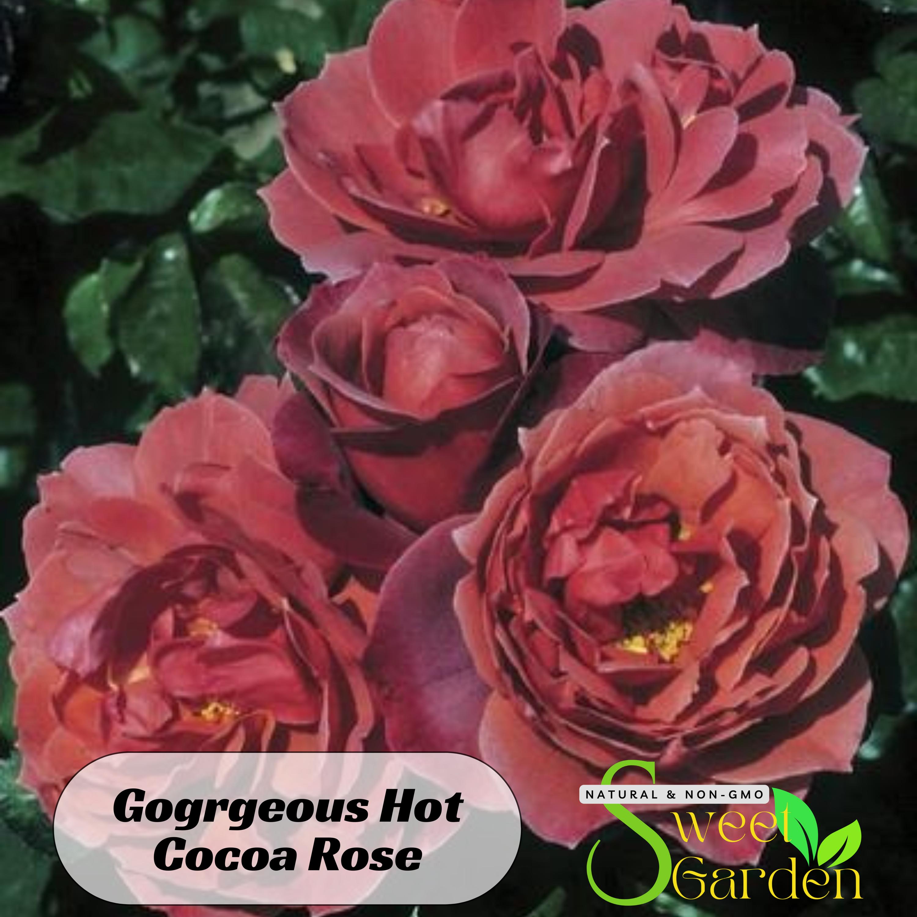 Hot Cocoa Rose Rose Hot Cocoa Stock Photo [58416784] PIXTA