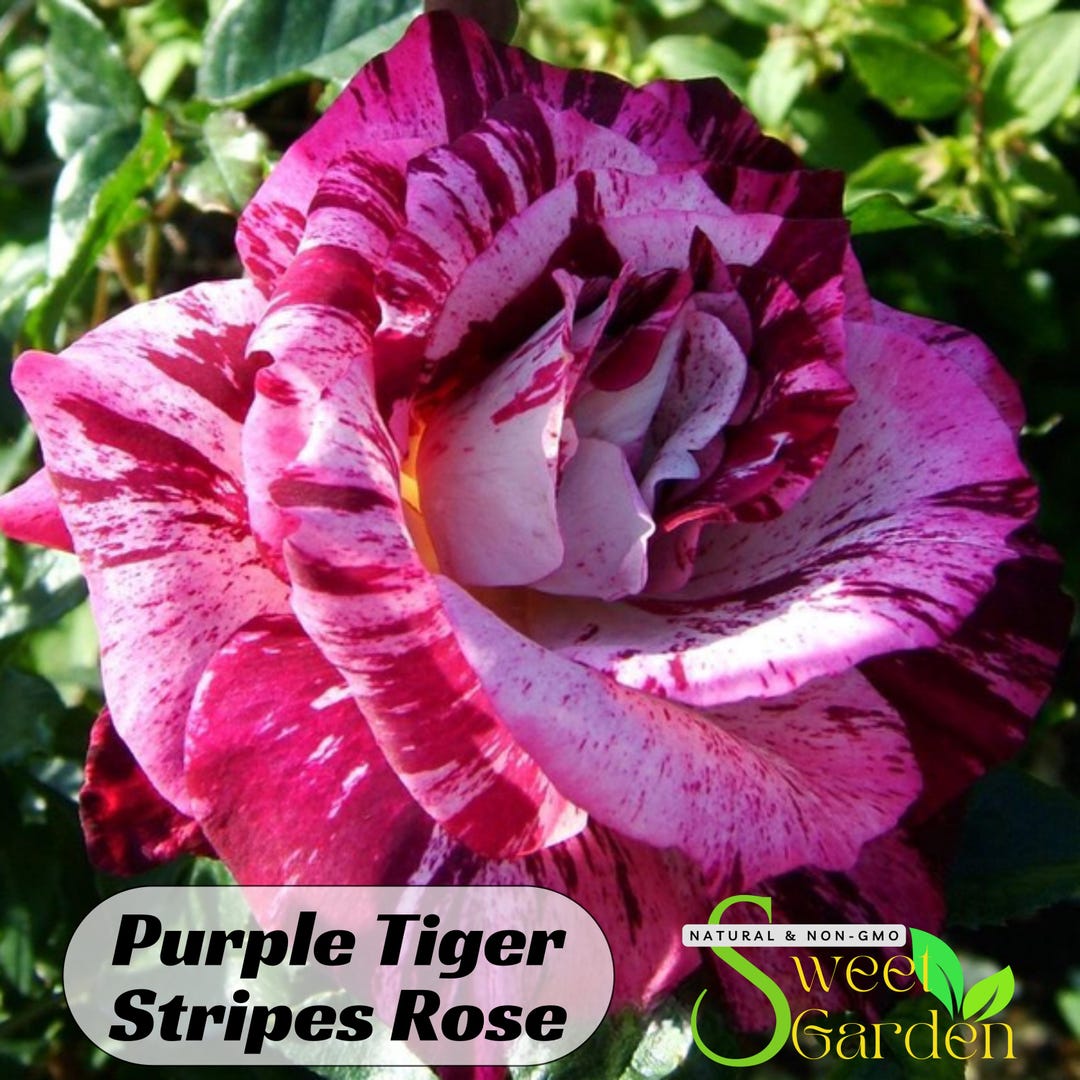Tiger Stripes Rose Seeds - Perennial - Authentic Seeds - Flowers - Easy ...