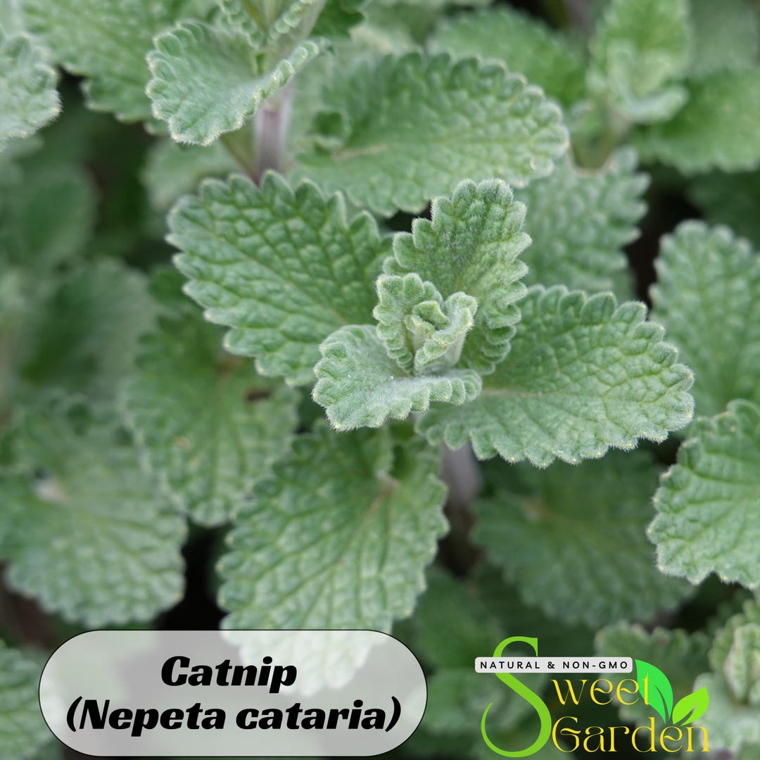 40 Seeds| Catnip Seeds -perennial -authentic Seeds-flowers -. Non GMO ...