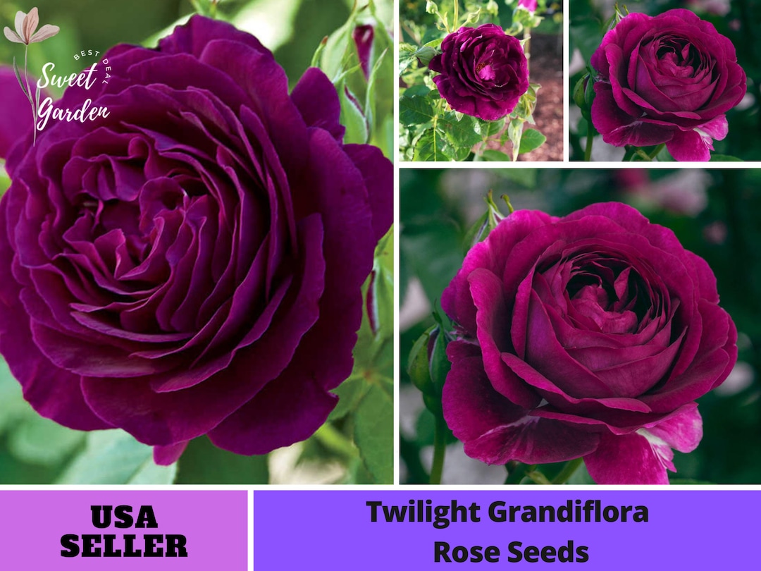 Twilight Rose Seed Flower Dark Red Flower Perennial Authentic Seeds ...
