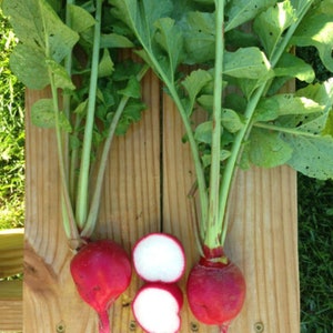 260 Seeds Crimson Giant Radish Seeds Perennial authentic Seeds-flowers ...