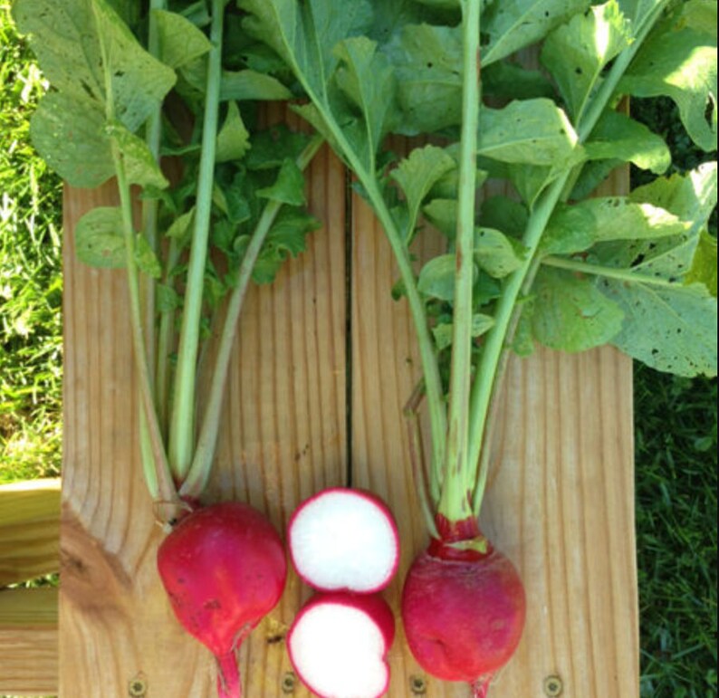 260 Seeds Crimson Giant Radish Seeds Perennial authentic - Etsy