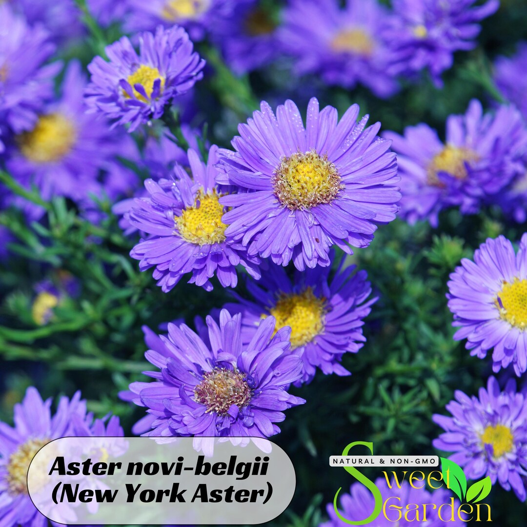 Aster Novi-belgii (new York Aster)- Perennial -authentic Seeds -vegetable Seeds-mix Seeds for ...