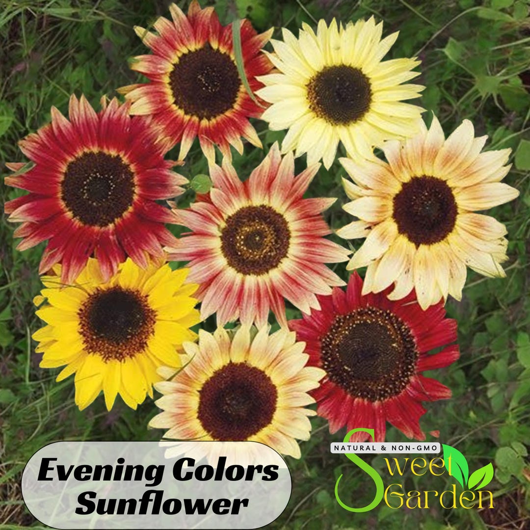 Evening Colors Sunflower Seeds - Helianthus Annuus - Annual - Authentic ...