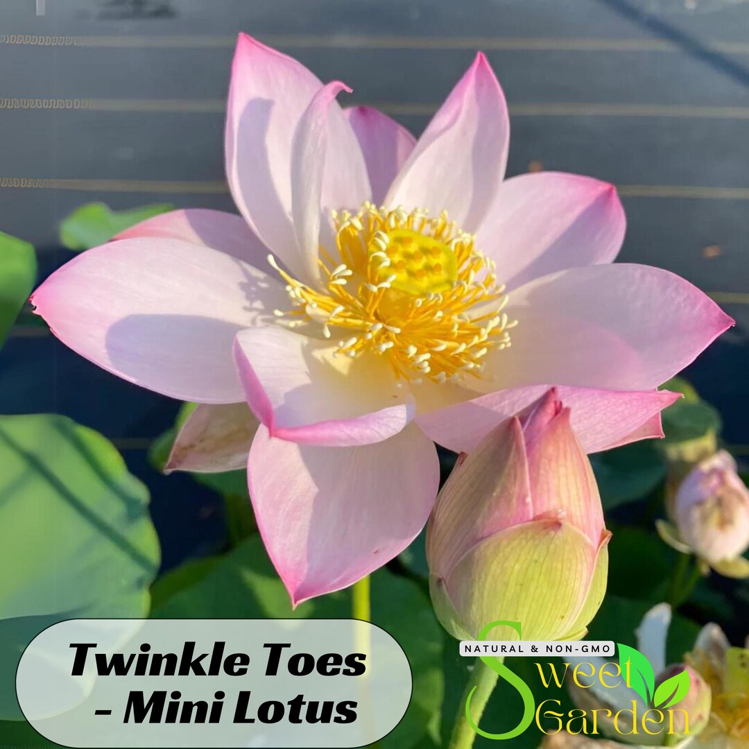 5+ Rare Seeds| Twinkle Toes Lotus -MINI LOTUS Seeds - Indian Lotus ...