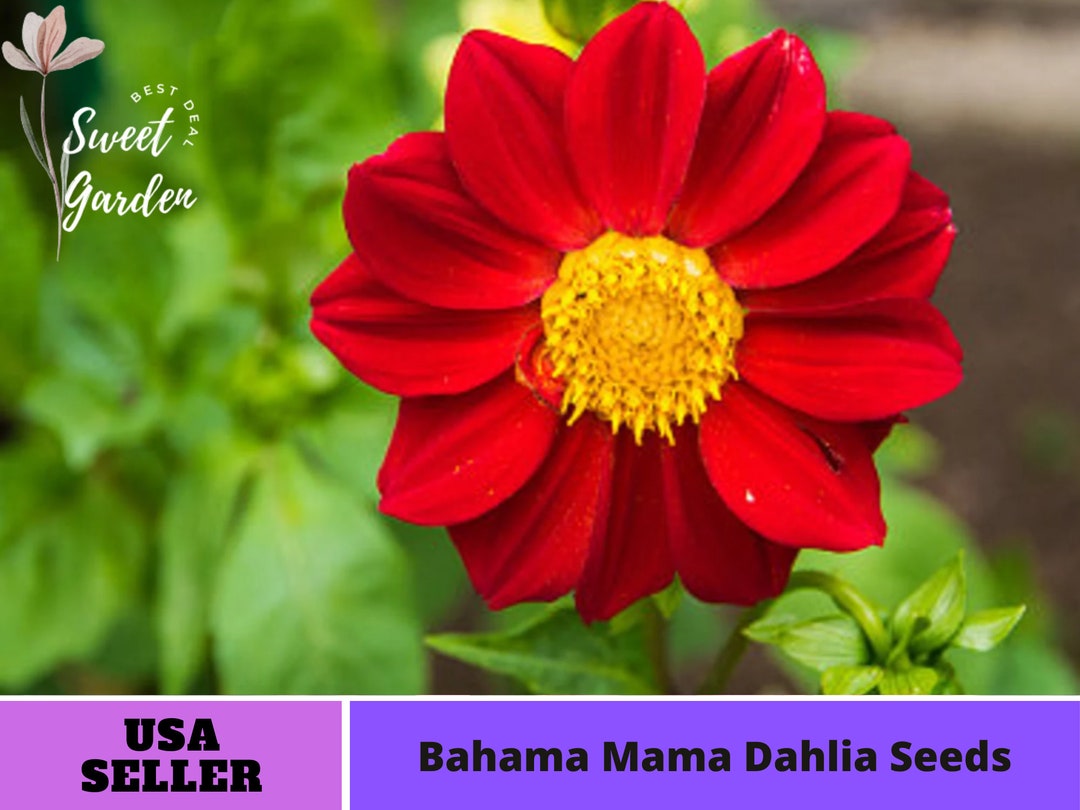 Red Dahlia Seeds-perennial authentic Seeds-flowers organic. Non GMO ...
