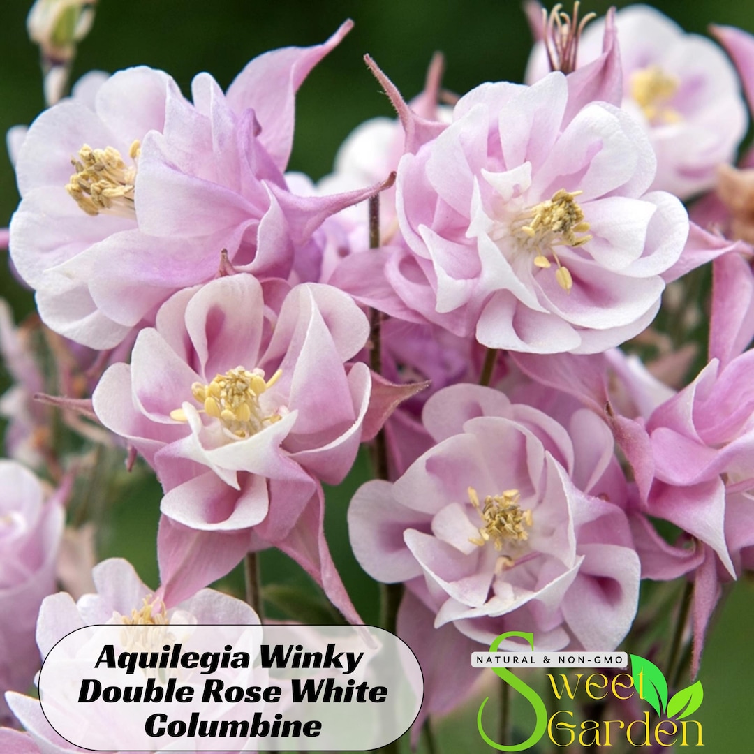 Aquilegia Winky Double Rose White Columbine Seeds - Cold Resistant ...