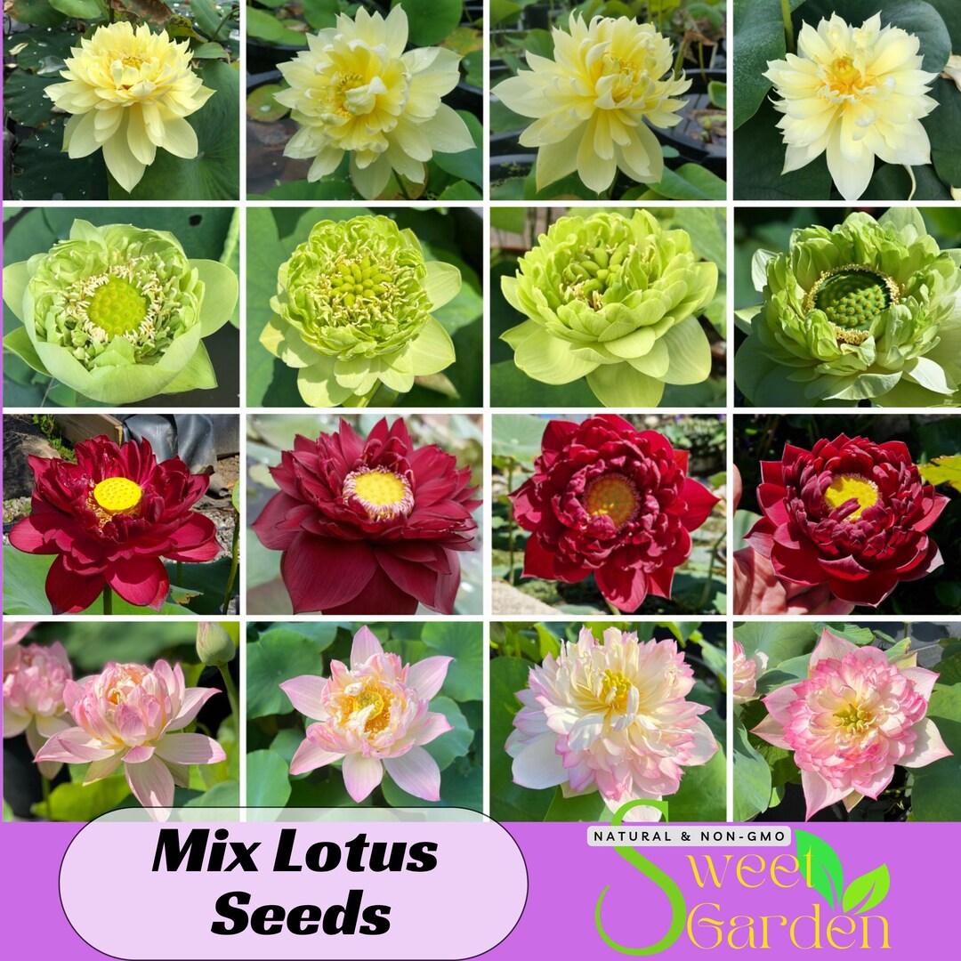5+ Rare Seeds| Mix Lotus Seeds - Indian Lotus (nelumbo Nucifera) Seeds ...