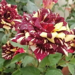 Black Dragon Rose Seeds - Perennial - Authentic Seeds - Flowers - Easy ...