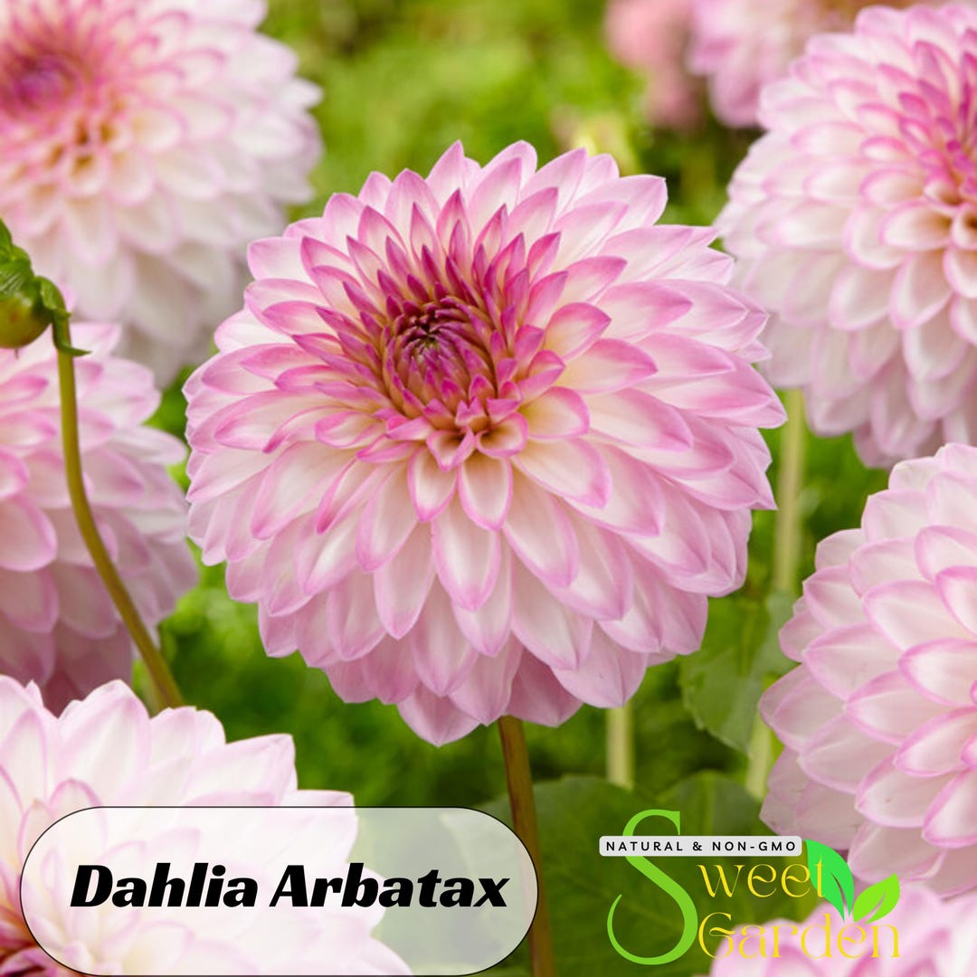 Arbatax Dahlia Seeds - Perennial - Authentic Seeds - Flowers - Clumping ...