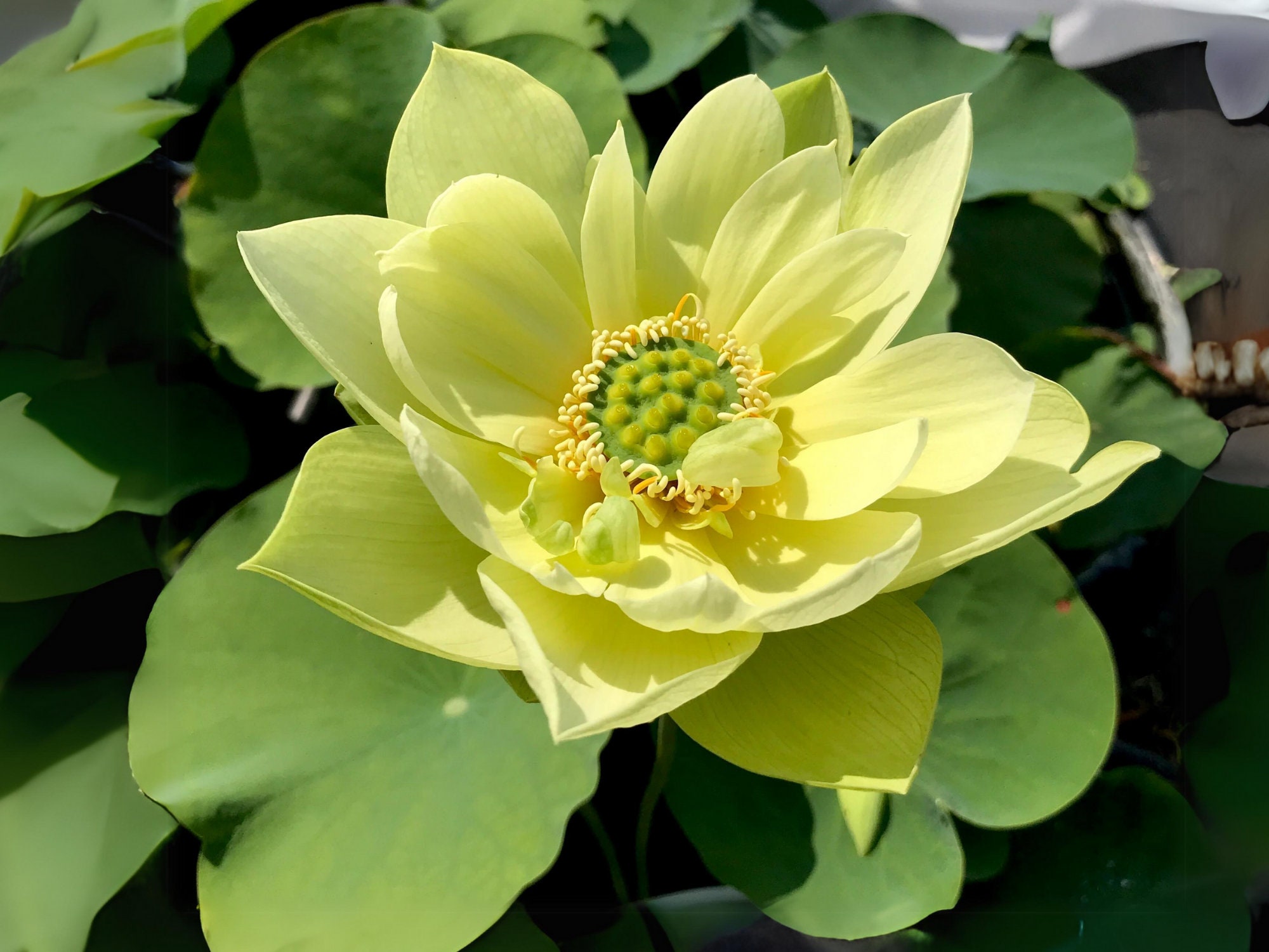5+ Rare Seeds| Jade in Jingling Lotus Seeds - Indian Lotus (nelumbo ...