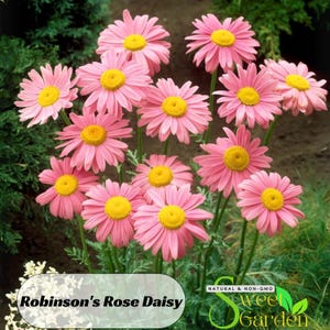 Robinson's Rose Daisy Seeds | Perennial Garden Flowers - Etsy