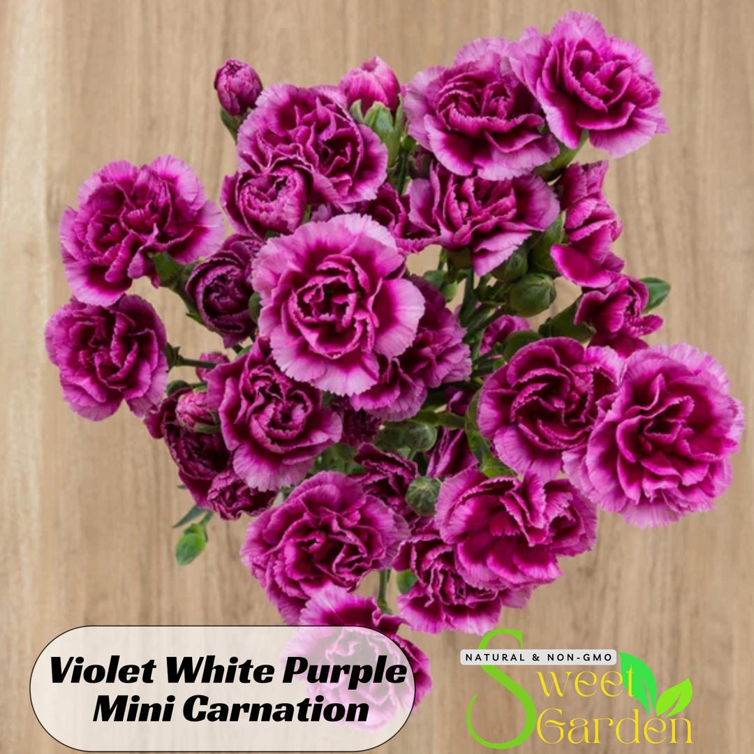 30s|violet White Purple Mini Carnation - Authentic Seeds - Dianthus ...