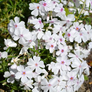 Amazing Grace Creeping Phlox Seeds - Cold Resistant -drought Resistant ...