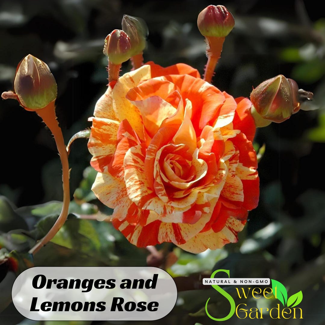 Oranges and Lemons Floribunda Rose Seeds - Perennial - Authentic Seeds ...