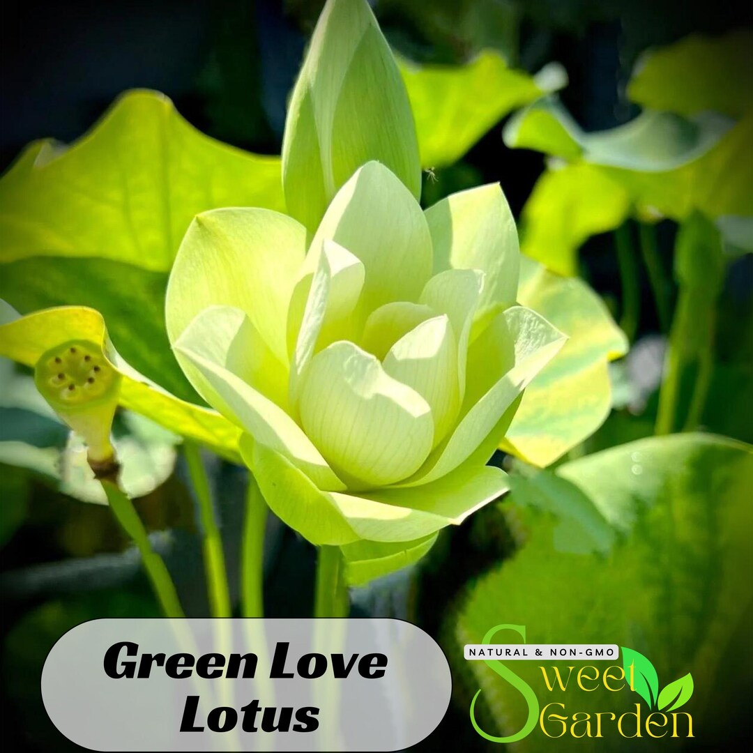 5+ Rare Seeds| Green Love Lotus Seeds - Indian Lotus (nelumbo Nucifera ...