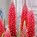 Lupinus ‘beefeater’ (lupine) Seeds- Lupinus - Bluebonnet - Authentic ...