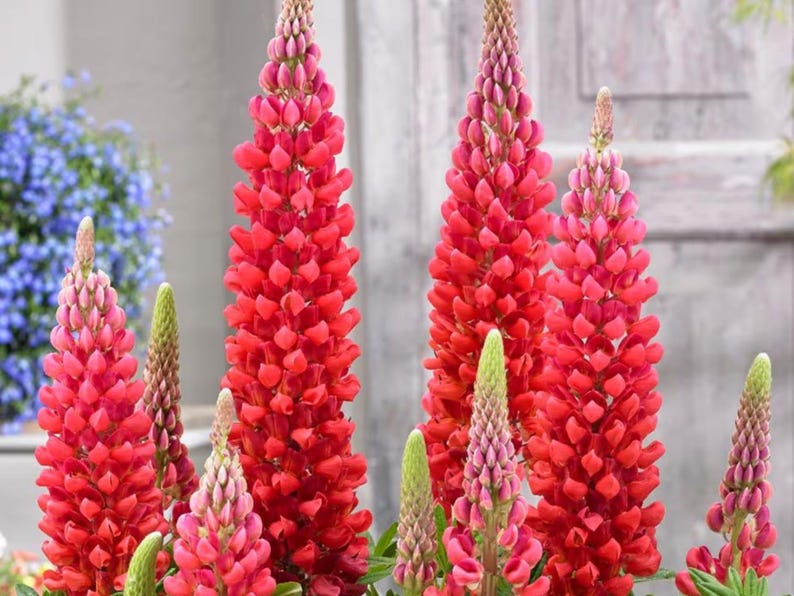 Lupinus ‘beefeater’ (lupine) Seeds- Lupinus - Bluebonnet - Authentic ...