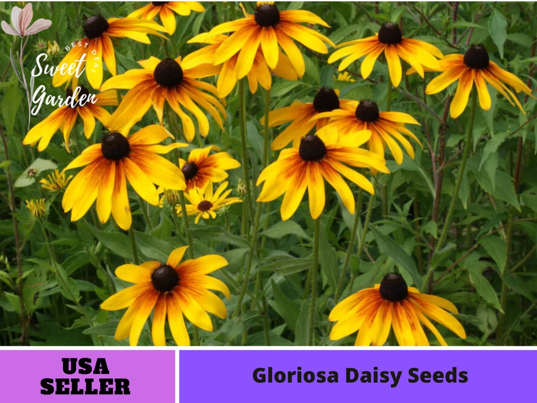 Gloriosa Daisy Flower Seeds Perennial Authentic Seeds Daisy Flowers ...