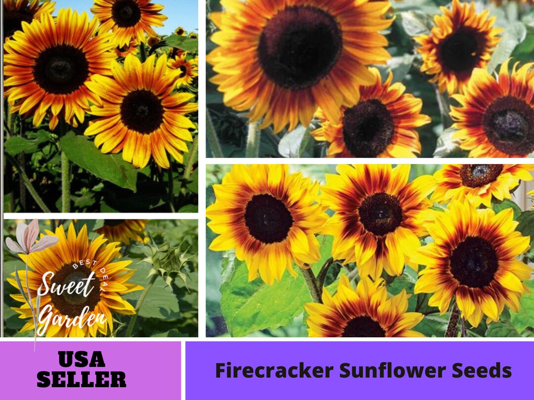 Yellow and Brown Firecracker Sunflower Seeds perennial authentic Seeds ...