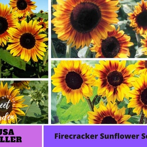 Yellow and Brown Firecracker Sunflower Seeds perennial authentic Seeds ...